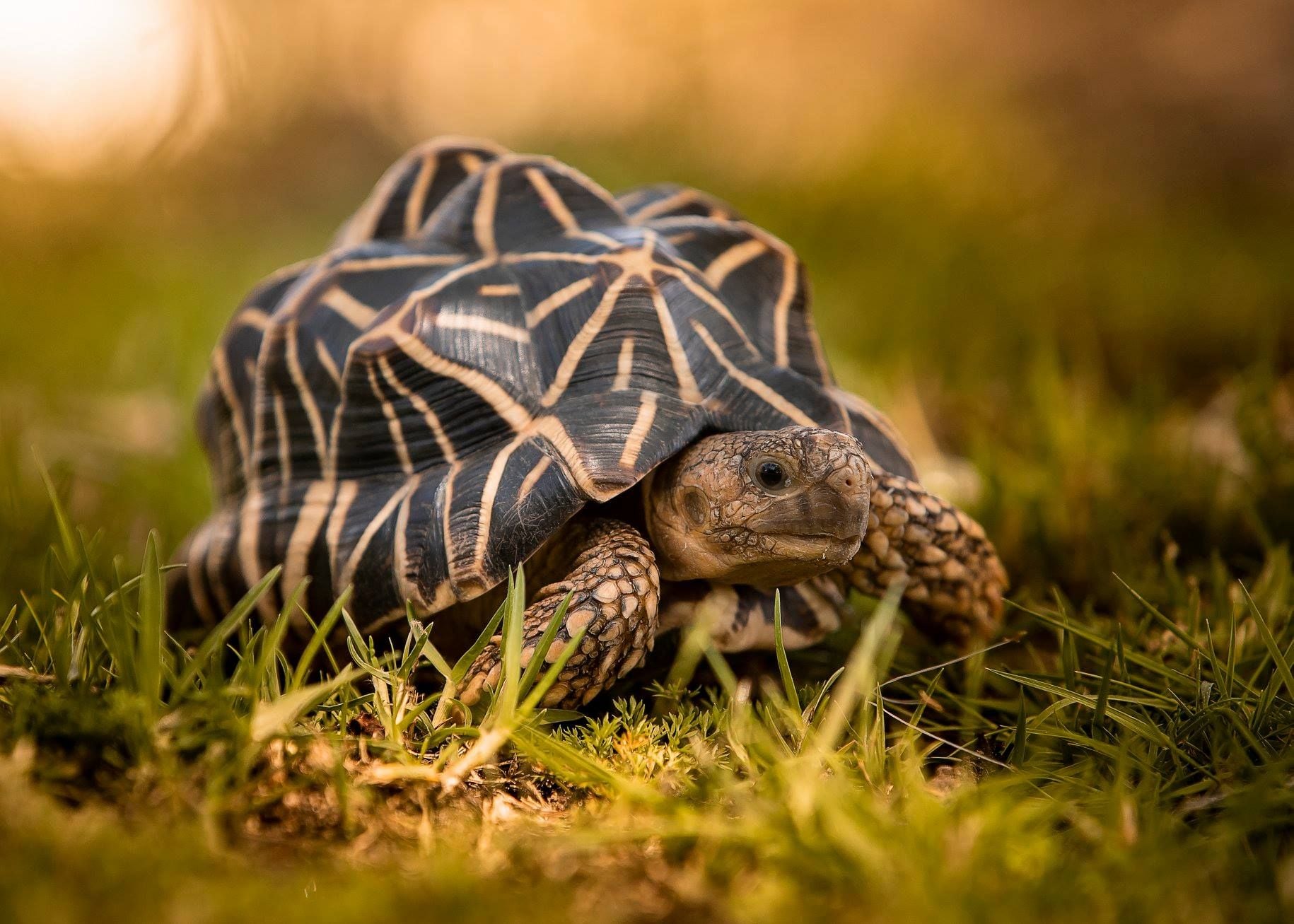 Symbio Wildlife Park