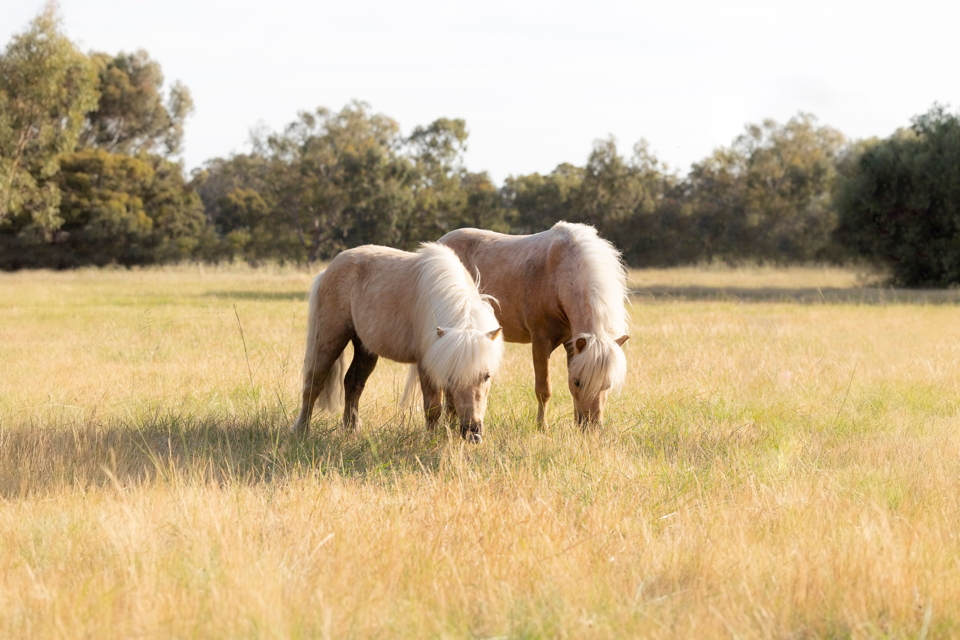 About Lorraine's Party Ponies | Adult Pony Shows | Perth