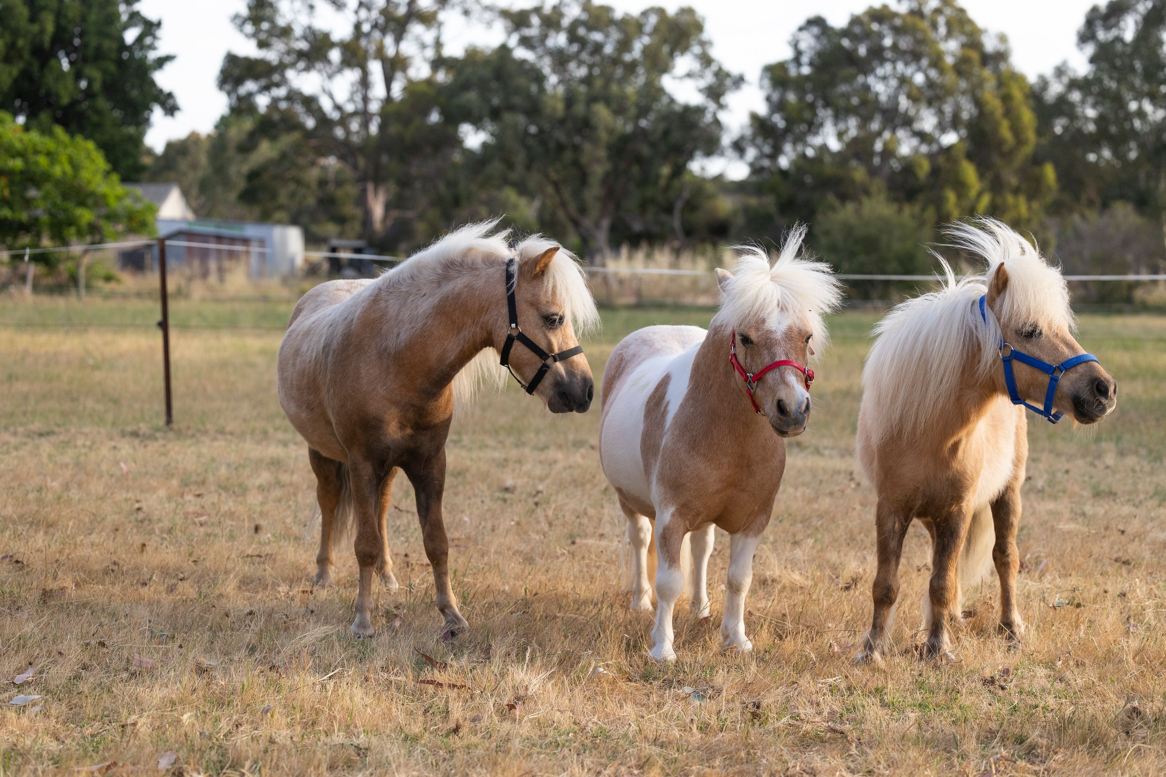 Home [www.lorrainesponies.com]