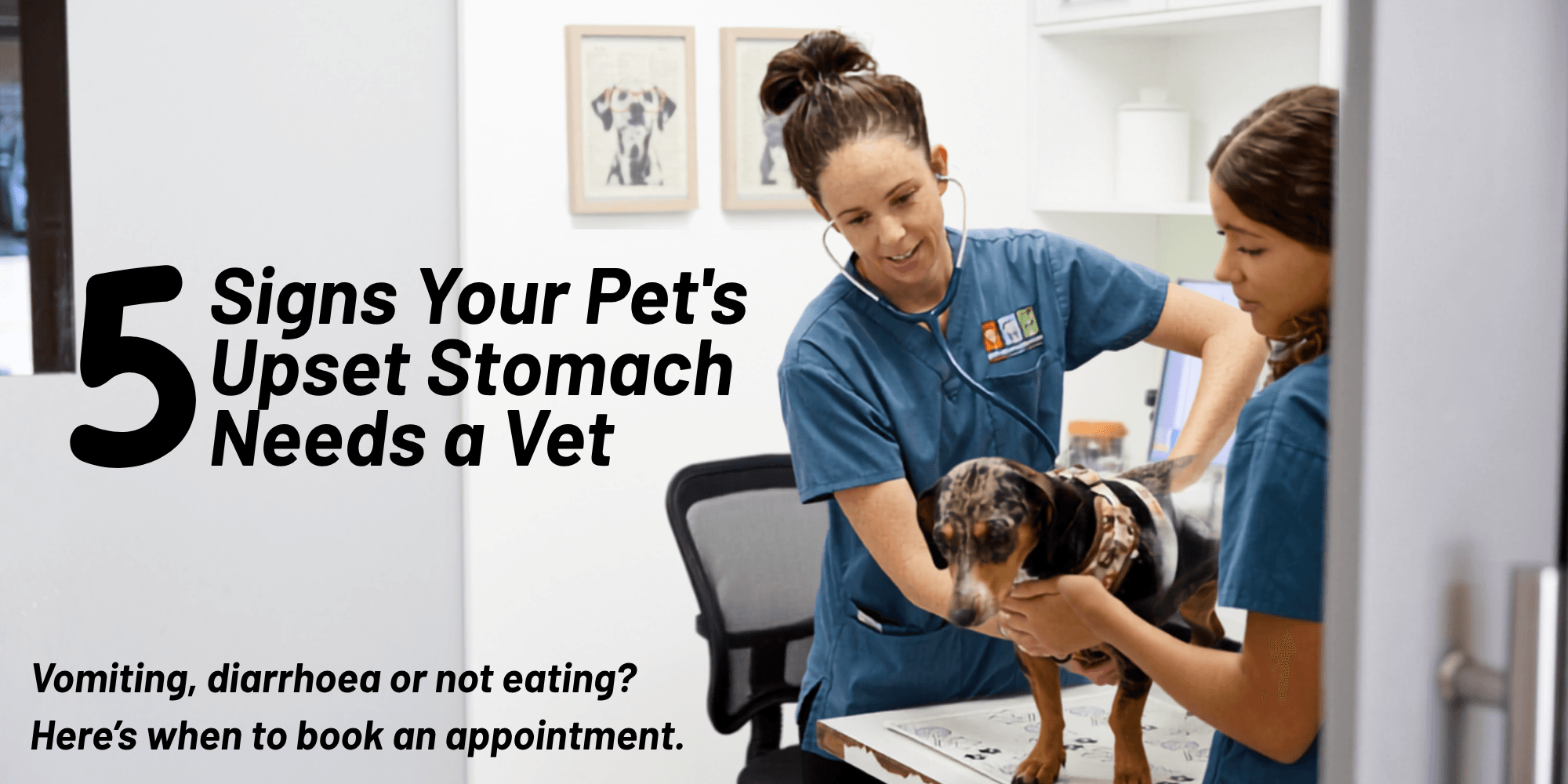 5 Signs Your Pet's Upset Stomach Needs a Vet Check