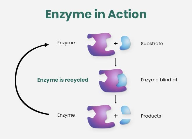 Fruit Juice and Olive Oil - Enzyme Solutions