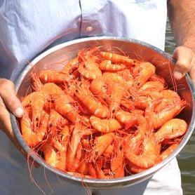 COAST PRAWNS BOUND FOR AMERICAN MENUS
