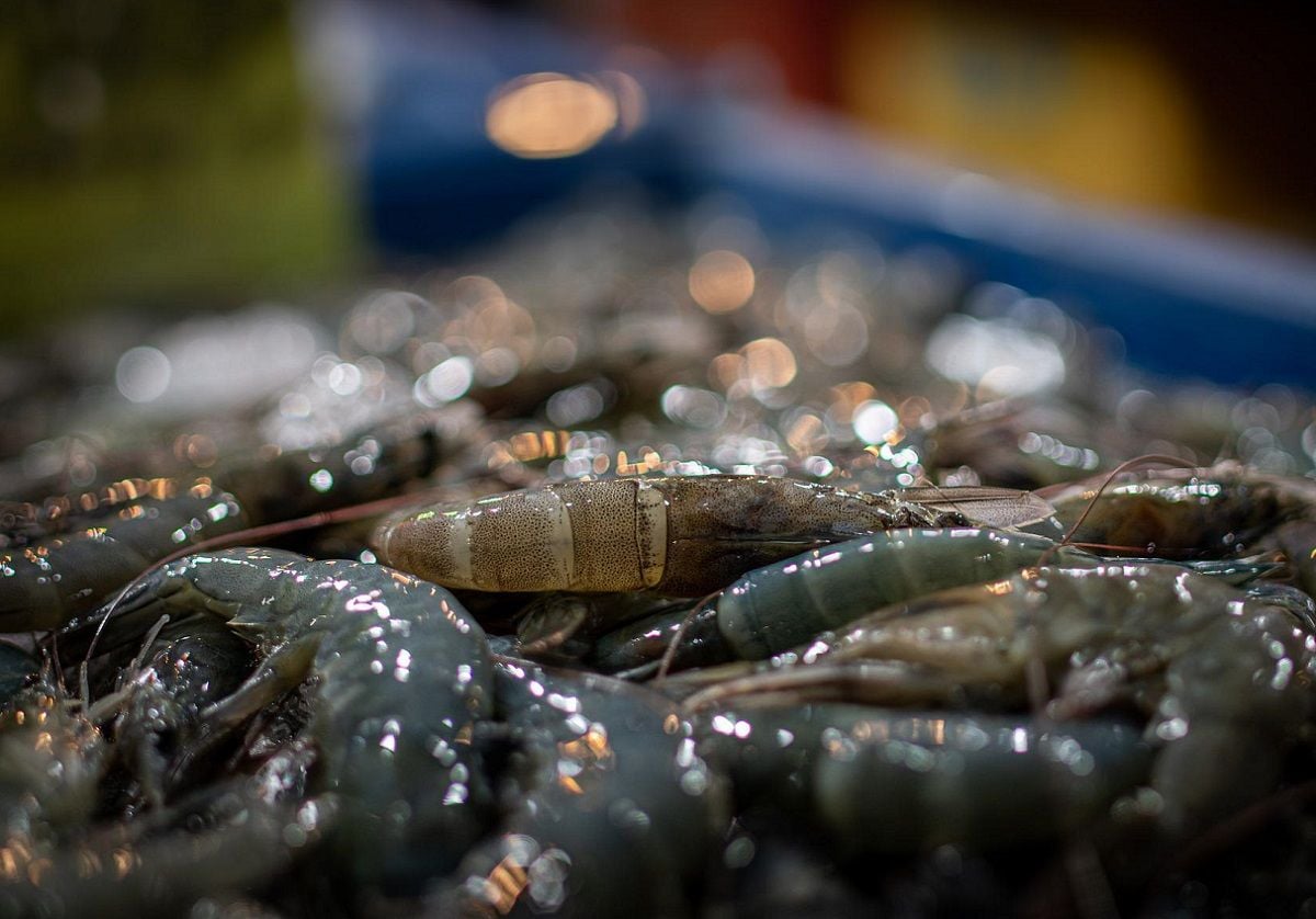 Prawn company Seafarms loss exceeds market cap at $75m