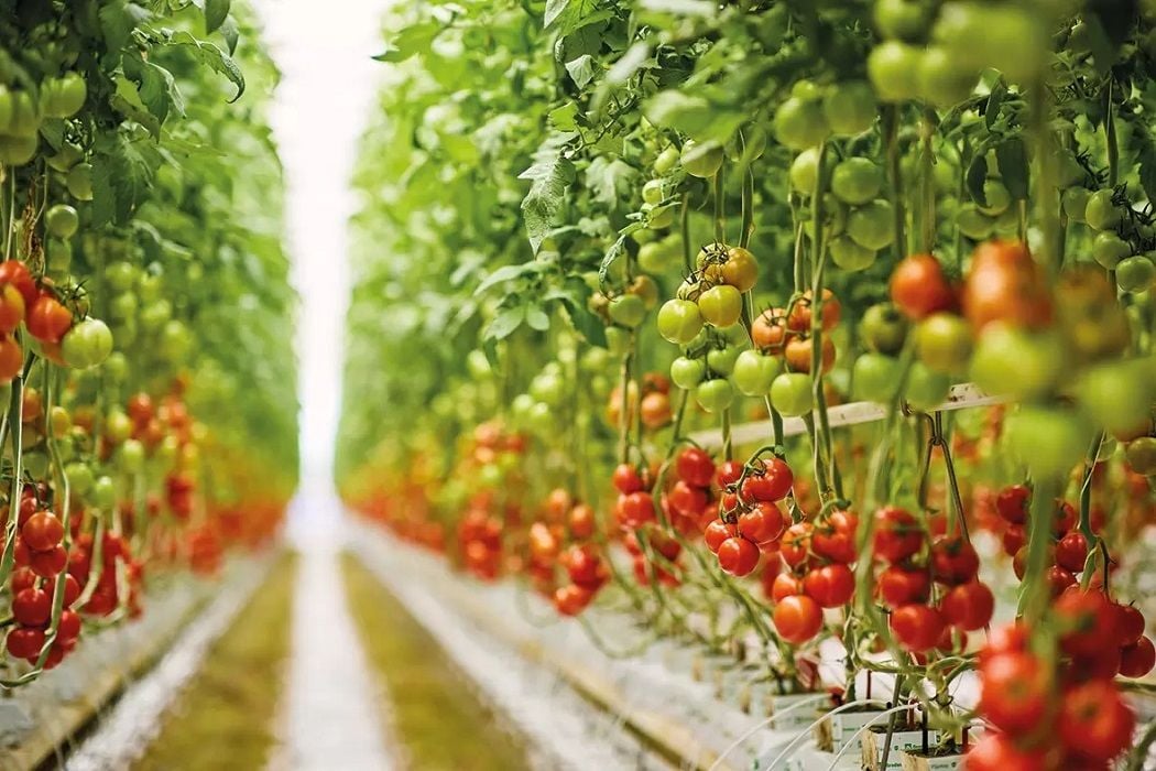 Centuria buys second tomato glasshouse in three months