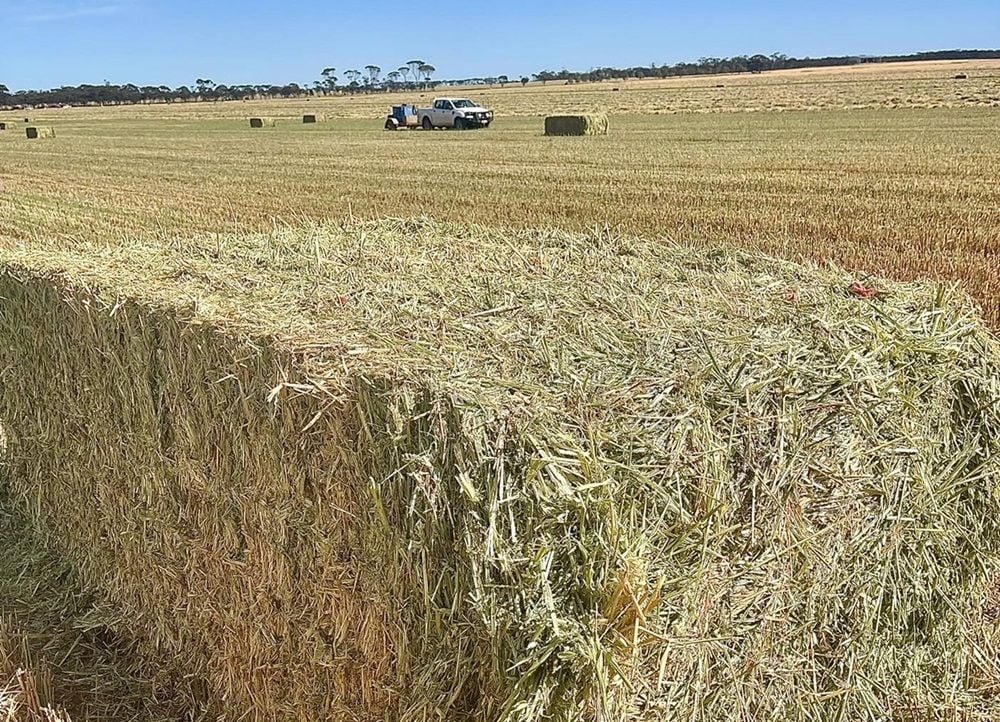 Balco secures $100m export deal for oaten hay with China