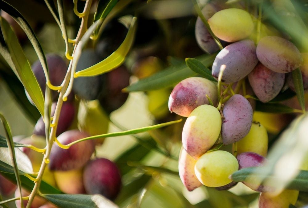 Cobram Estate Olives chases record earnings