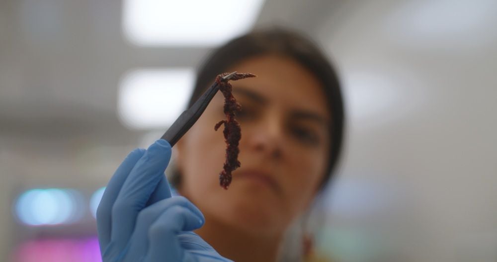 Noosa startup Provectus Algae secures US$12.6m