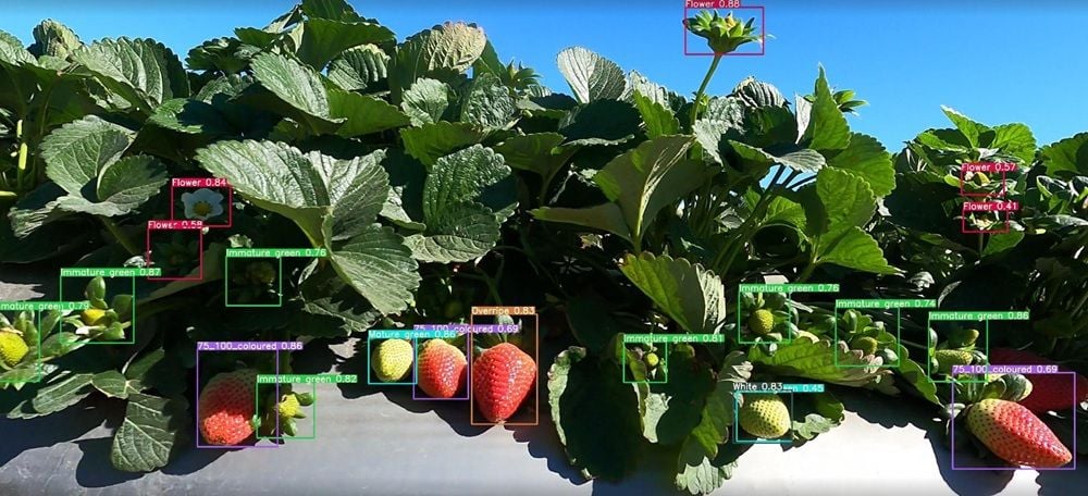 Bitwise Agronomy raises $1m for AI berry crop forecast tech