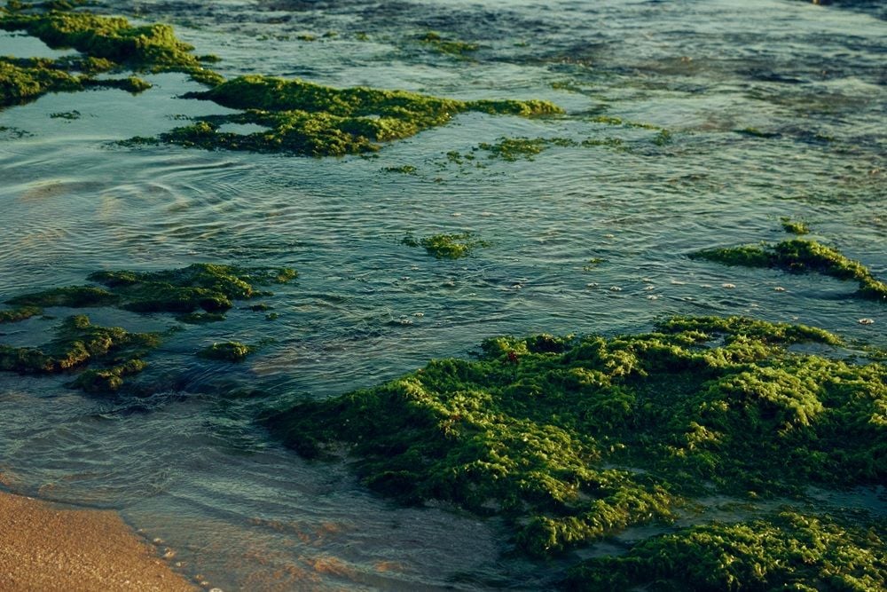 Papinelle to use Perth biotech Uluu's biodegradable buttons