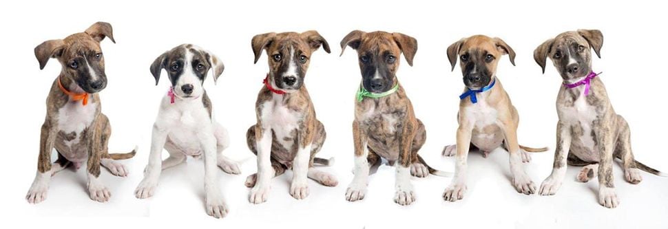 All About Angel-Paws Inc