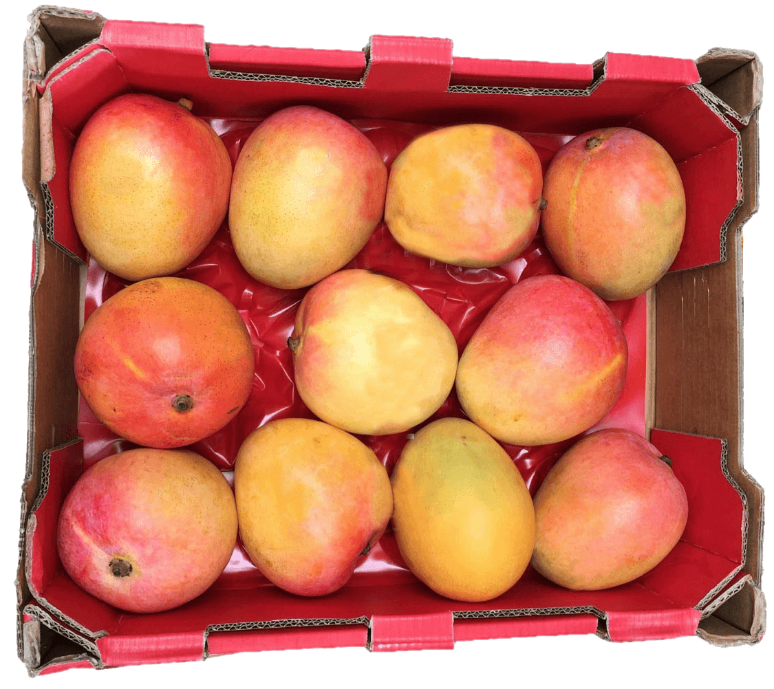 Sandy Cove Mango Plantation | R2E2